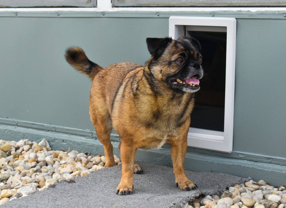 Dog Door Installation in Utah & Idaho | Price's Doors